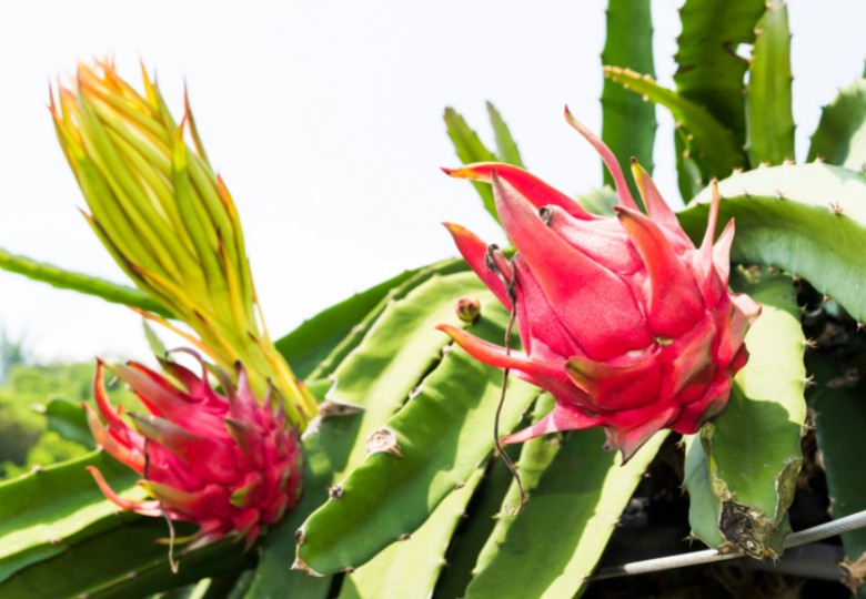 Pithaya červená (hylocereus costaricensis) - 7 semen