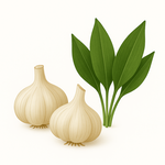 Semena česneku, pažitky a medvědího česneku | Pěstík.cz - Náročnost ...