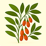 Goji (Kustovnice čínská) – semena exotického ovoce